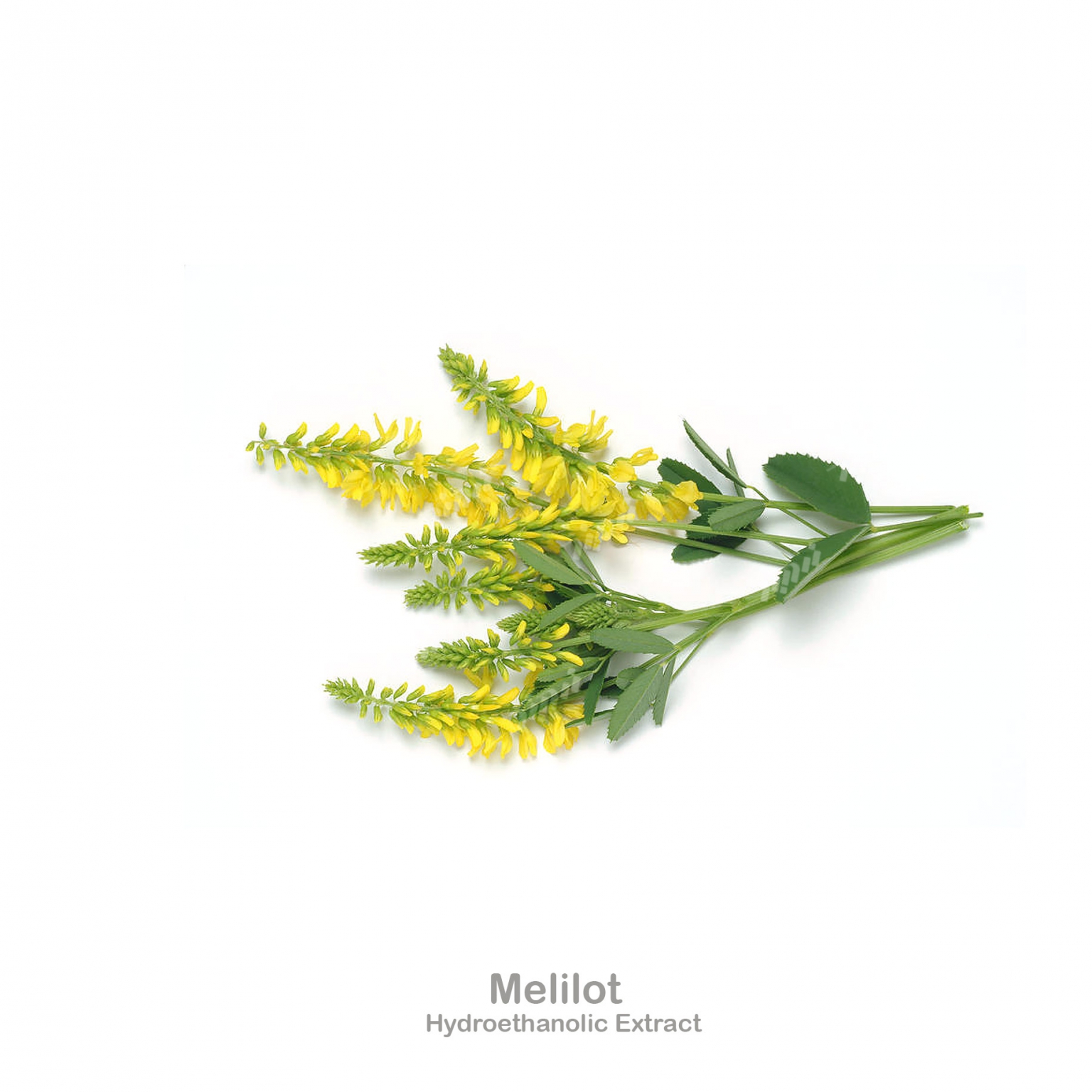 Melilot Hydroethanolic Extract – شرکت دارویی زردبند