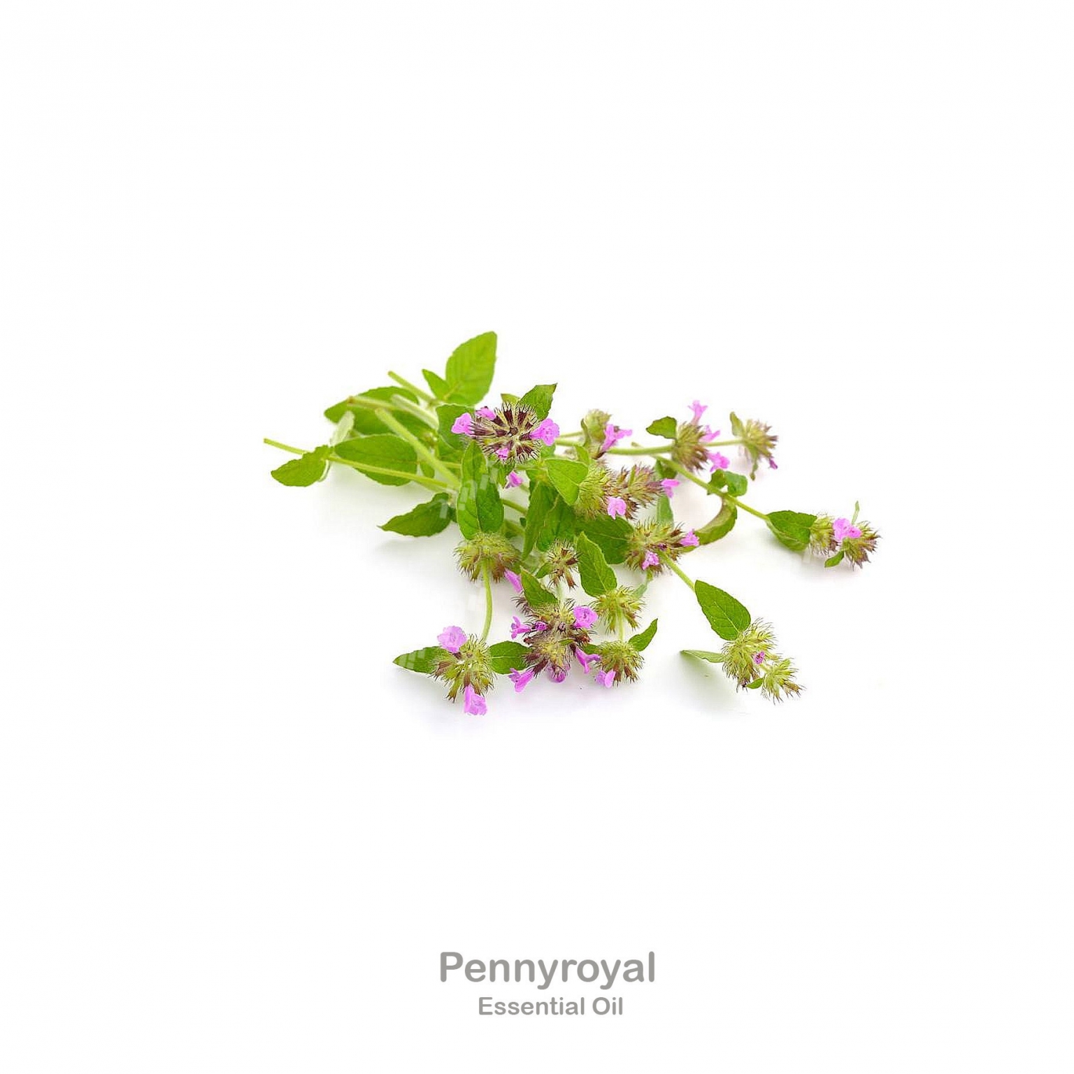 Pennyroyal Essential Oil شرکت دارویی زردبند