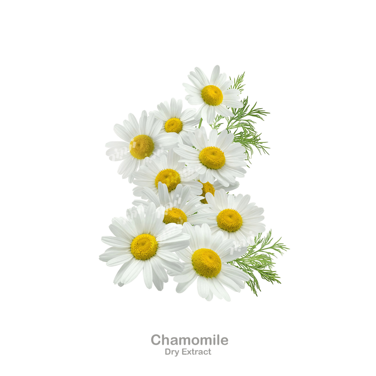 Chamomile Dry Extract – شرکت دارویی زردبند