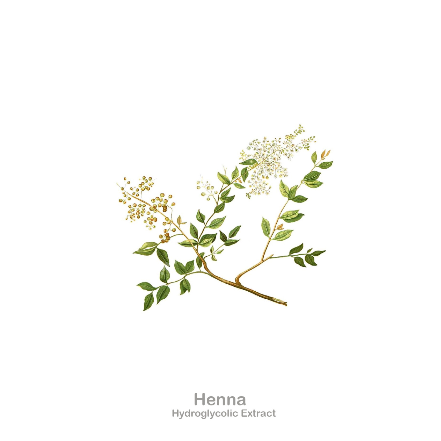 Henna Hydroglycolic Extract – شرکت دارویی زردبند